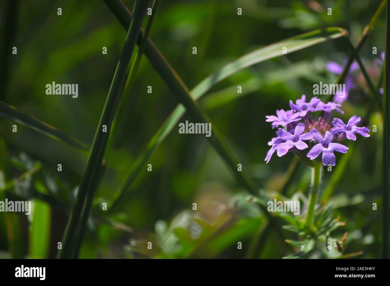 Pretty little purple flower Stock Photo - Alamy