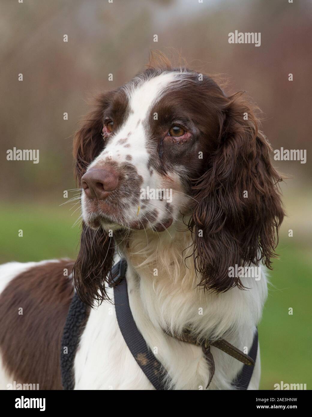 english springer spaniel showing surgery for entropian Stock Photo - Alamy