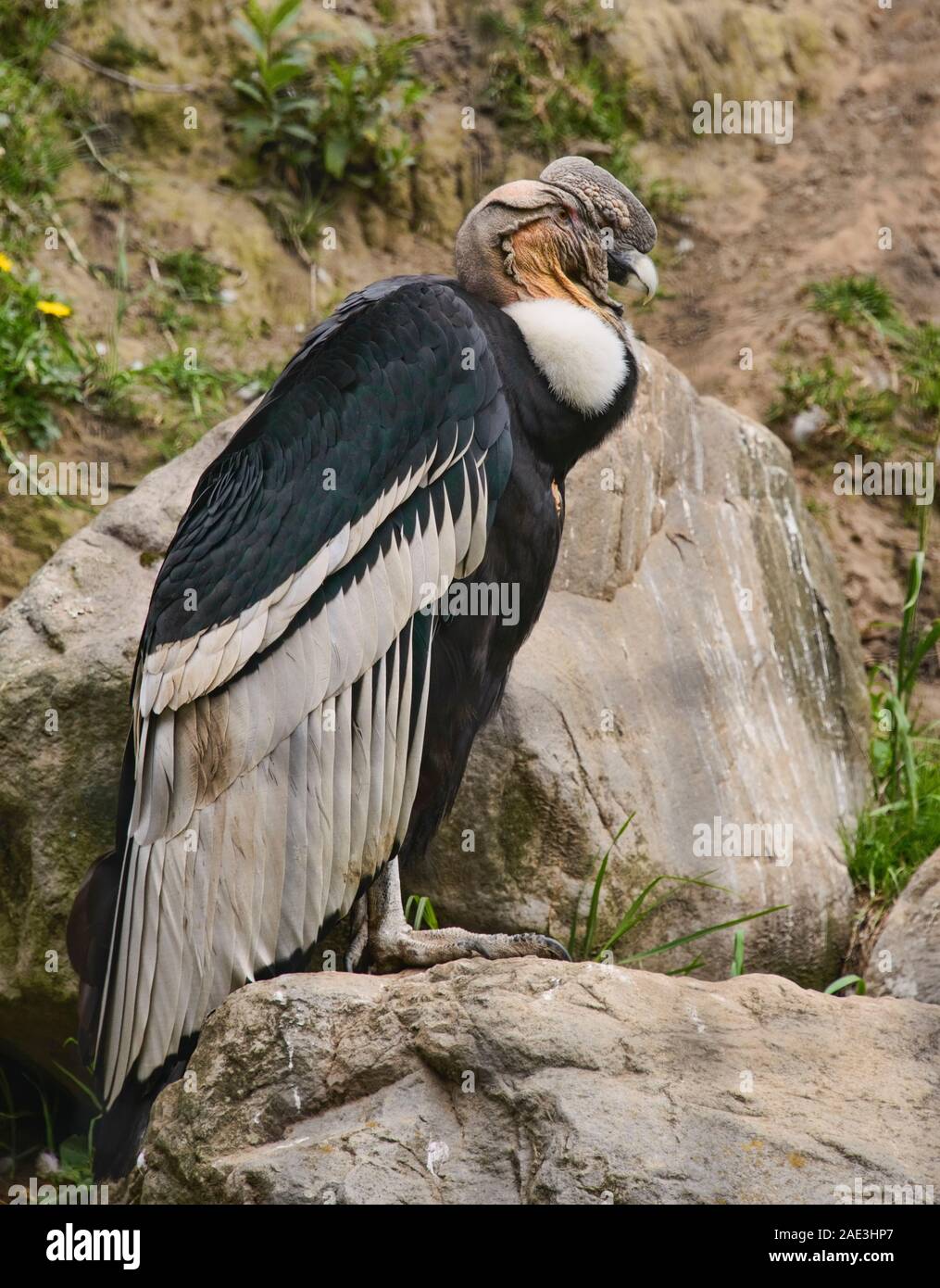 Andean condor (Vultur gryphus), Parque Condor, Otavalo, Ecuador Stock ...