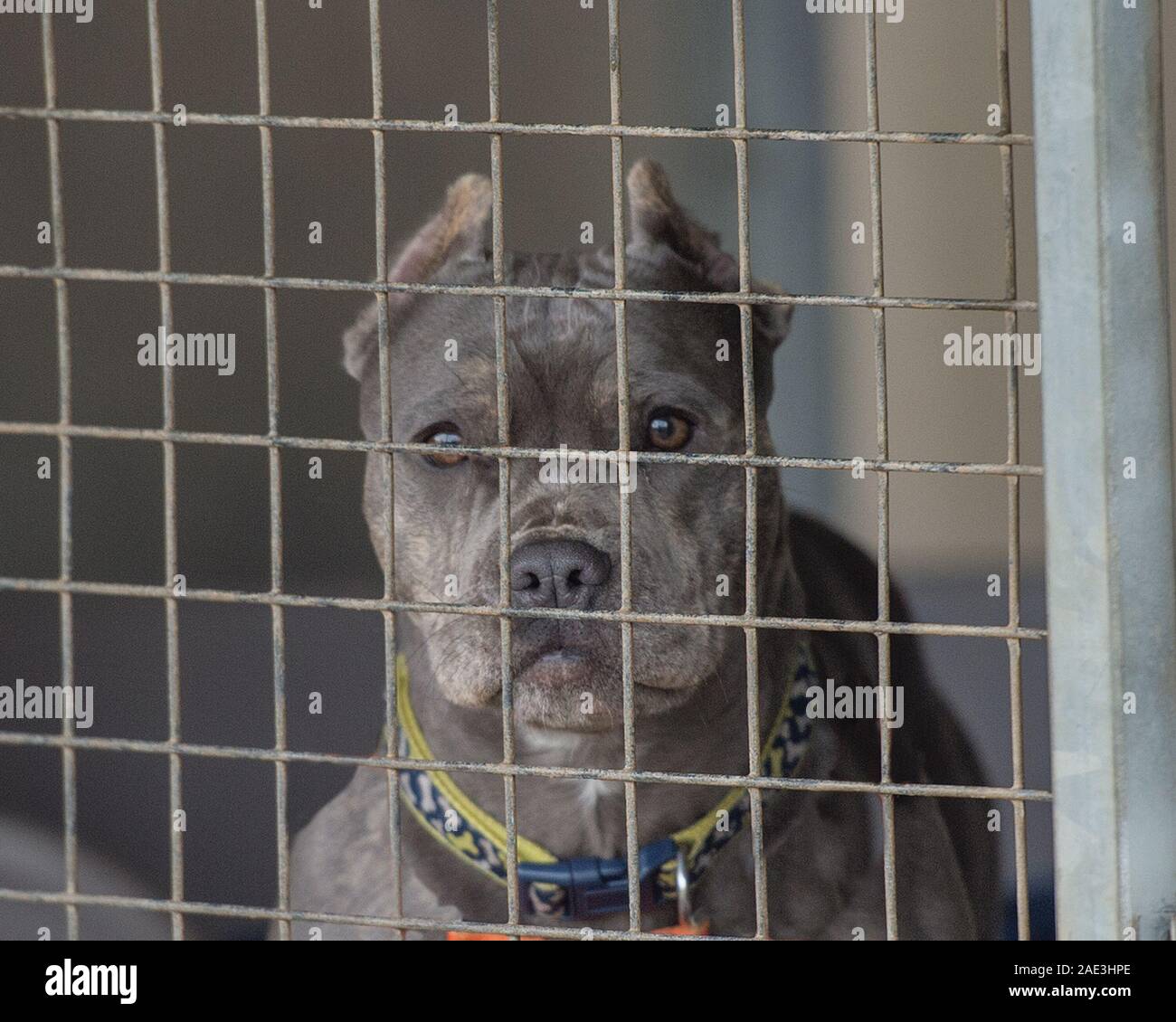 Pitbull Aggressive High Resolution Stock Photography and Images - Alamy