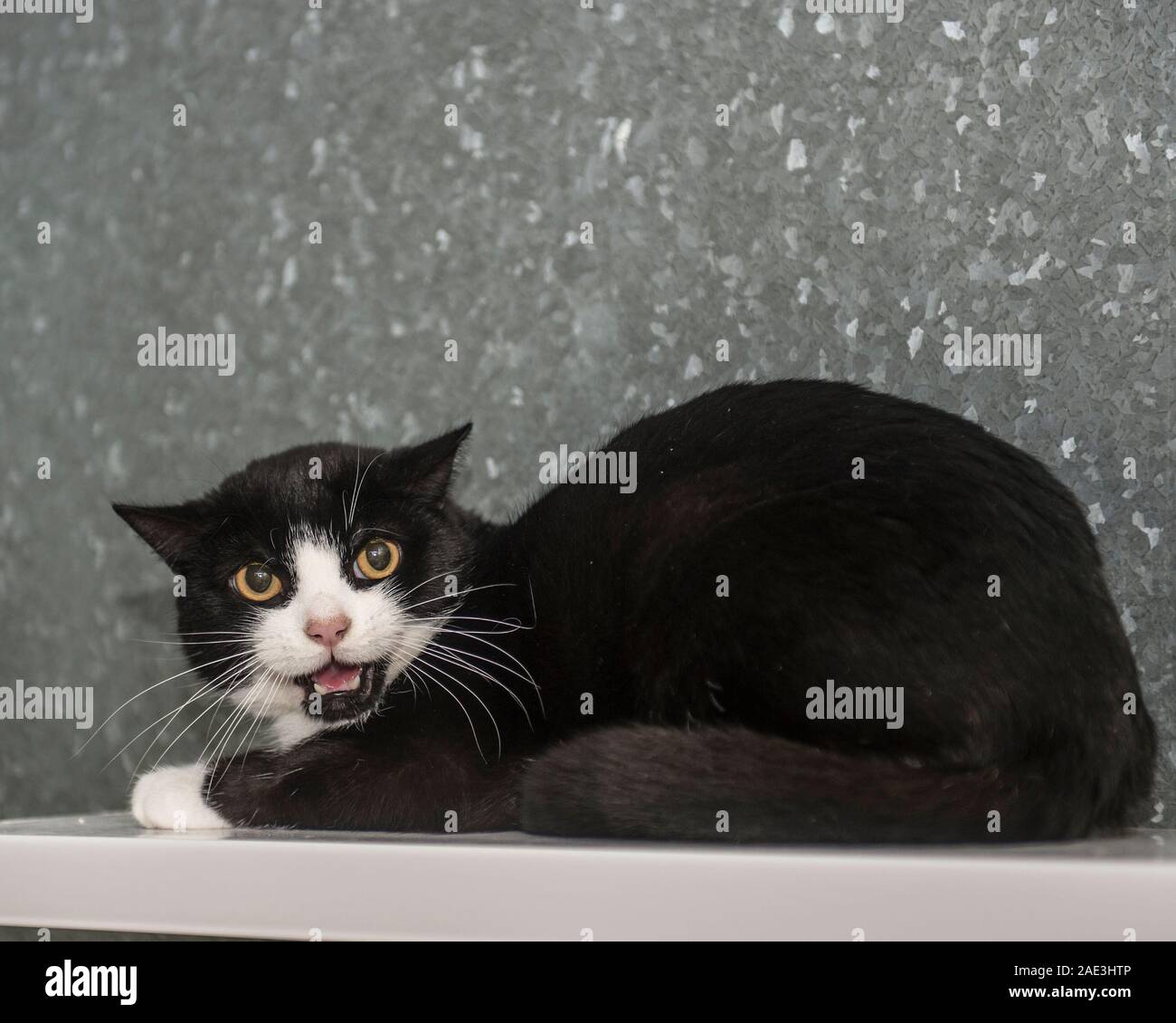 Black Cat Scared High Resolution Stock Photography and Images - Alamy