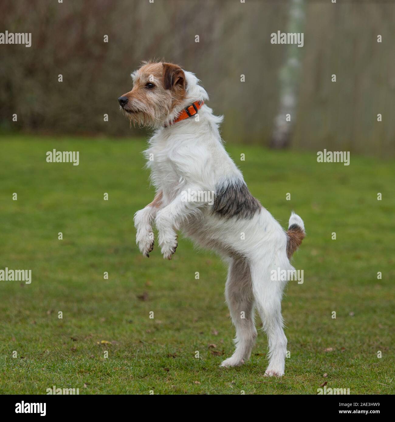 jack russell terrier standing on hind legs Stock Photo - Alamy