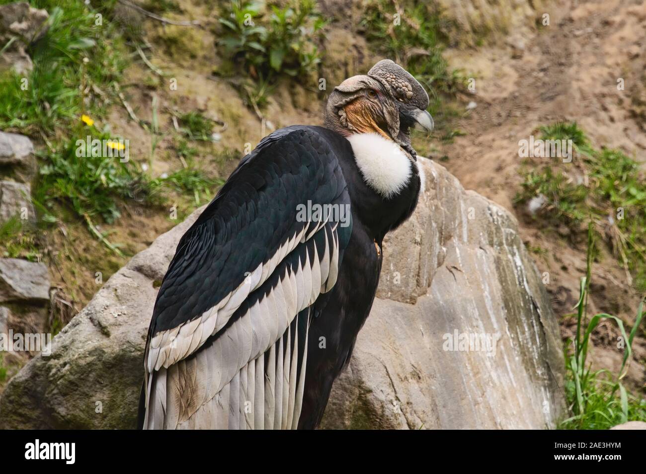 Andean condor (Vultur gryphus), Parque Condor, Otavalo, Ecuador Stock ...