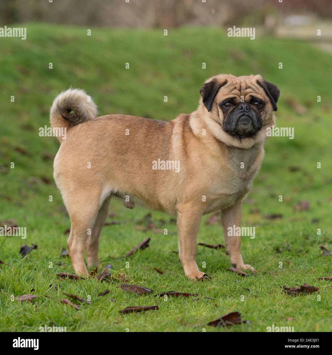 Fat Pug High Resolution Stock Photography and Images - Alamy
