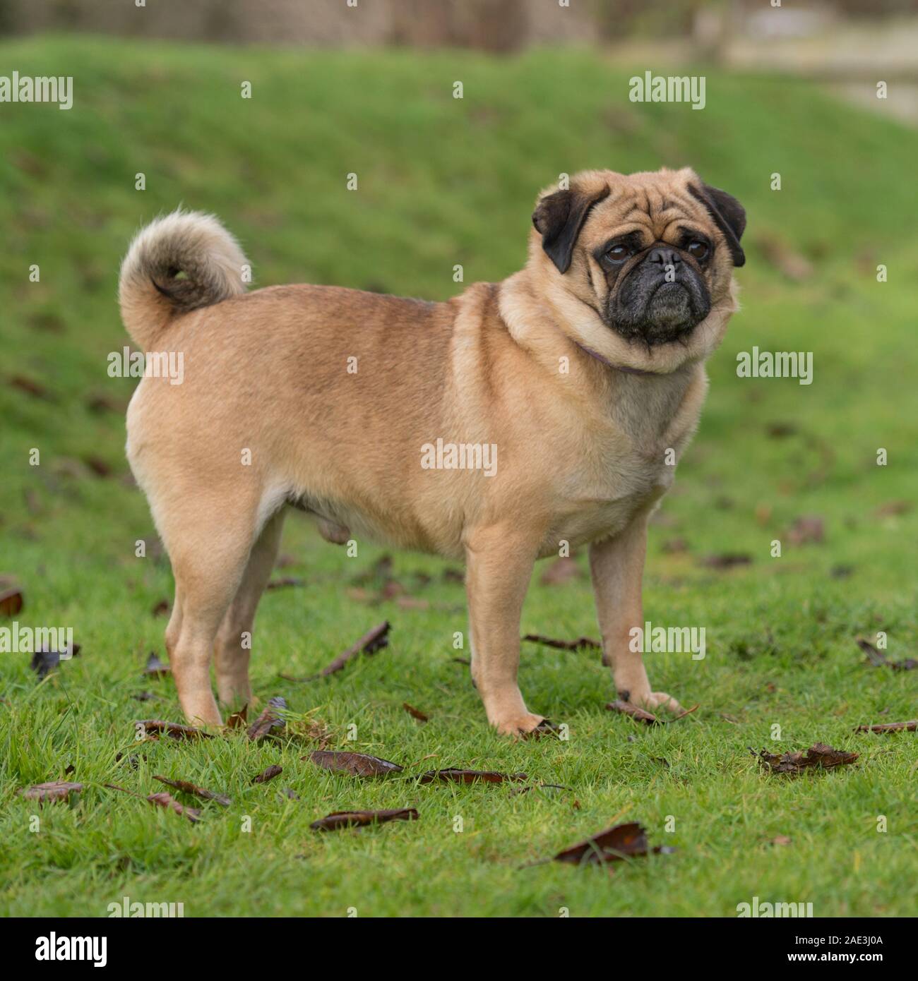 Fat Pug High Resolution Stock Photography and Images - Alamy