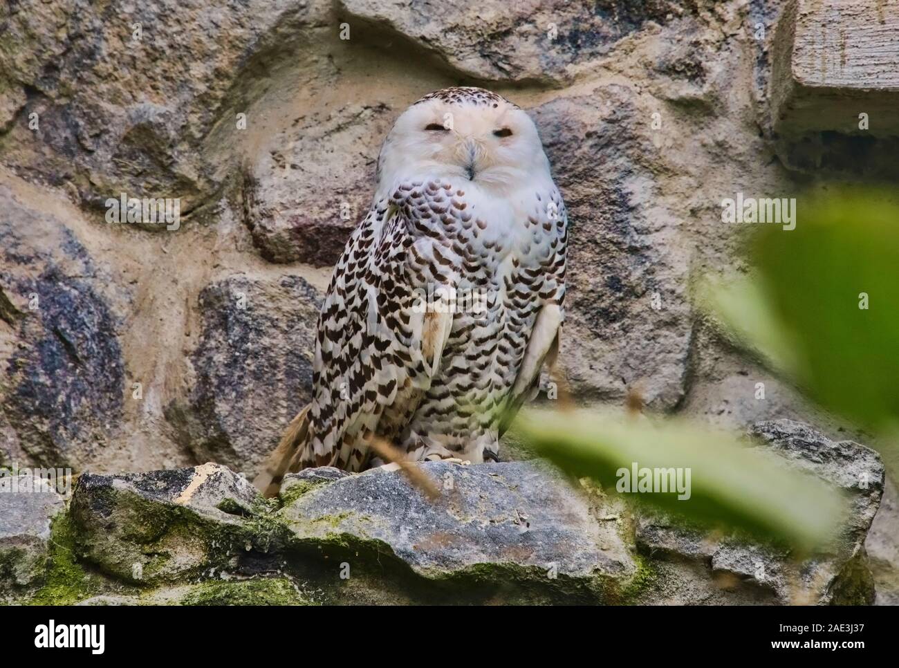 Snowy owl (Bubo scandiacus), Parque Condor, Otavalo, Ecuador Stock ...