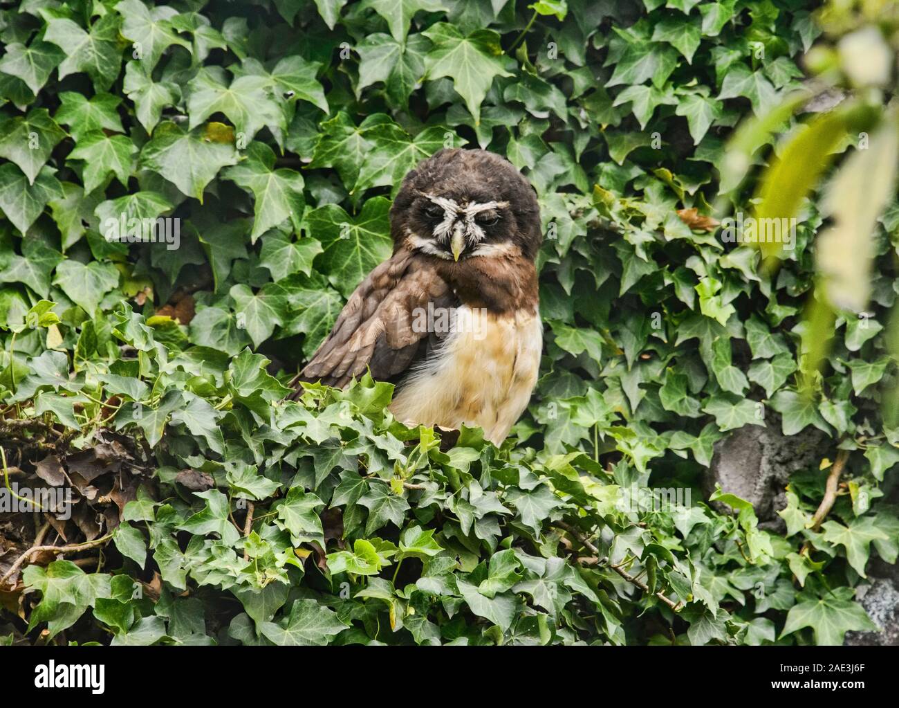 Ecuador condor hi-res stock photography and images - Alamy
