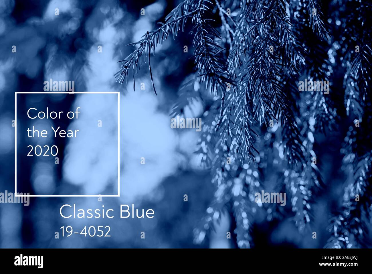 Classic Blue. Color of the Year 2020. spruce branches hanging on ...