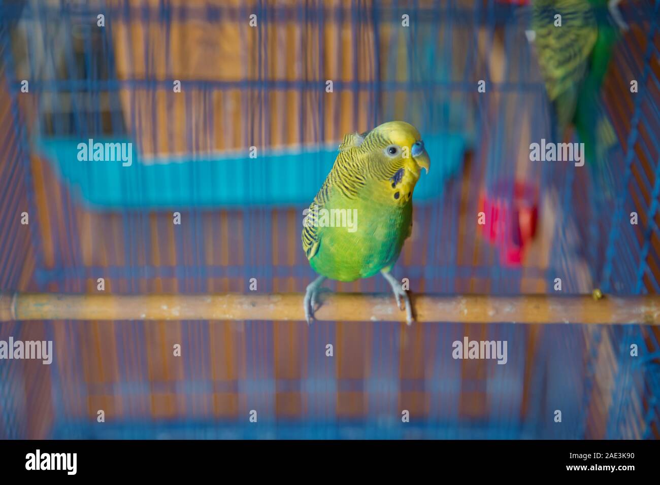 Parakeets . Green wavy parrot sits in a cage . Rosy Faced Lovebird ...