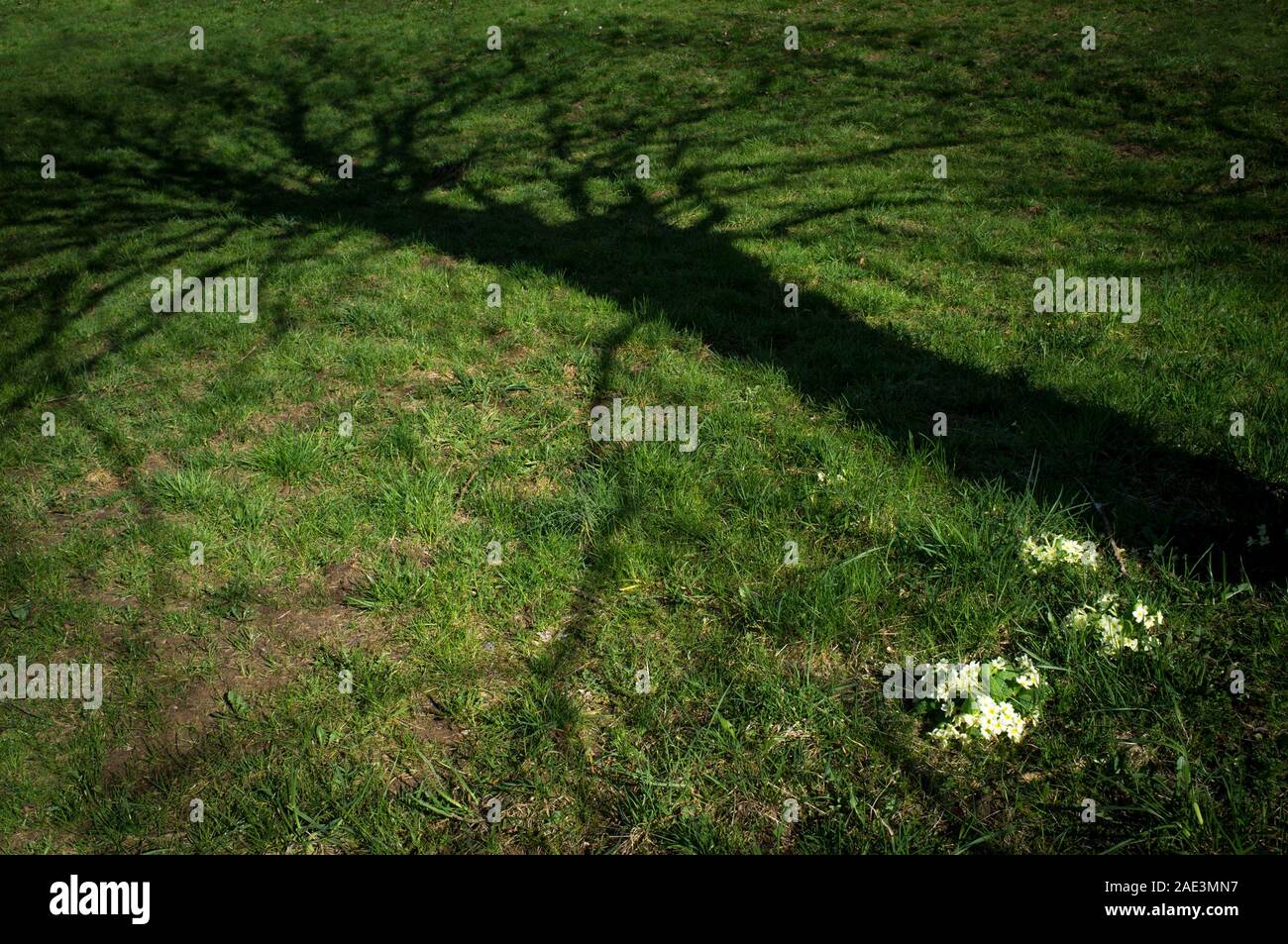 Eerie shadow of tree on meadow Stock Photo - Alamy