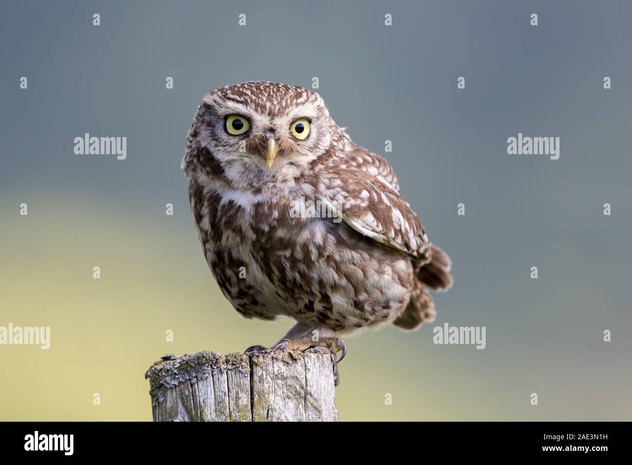 Little Owl Perched Stock Photo - Alamy
