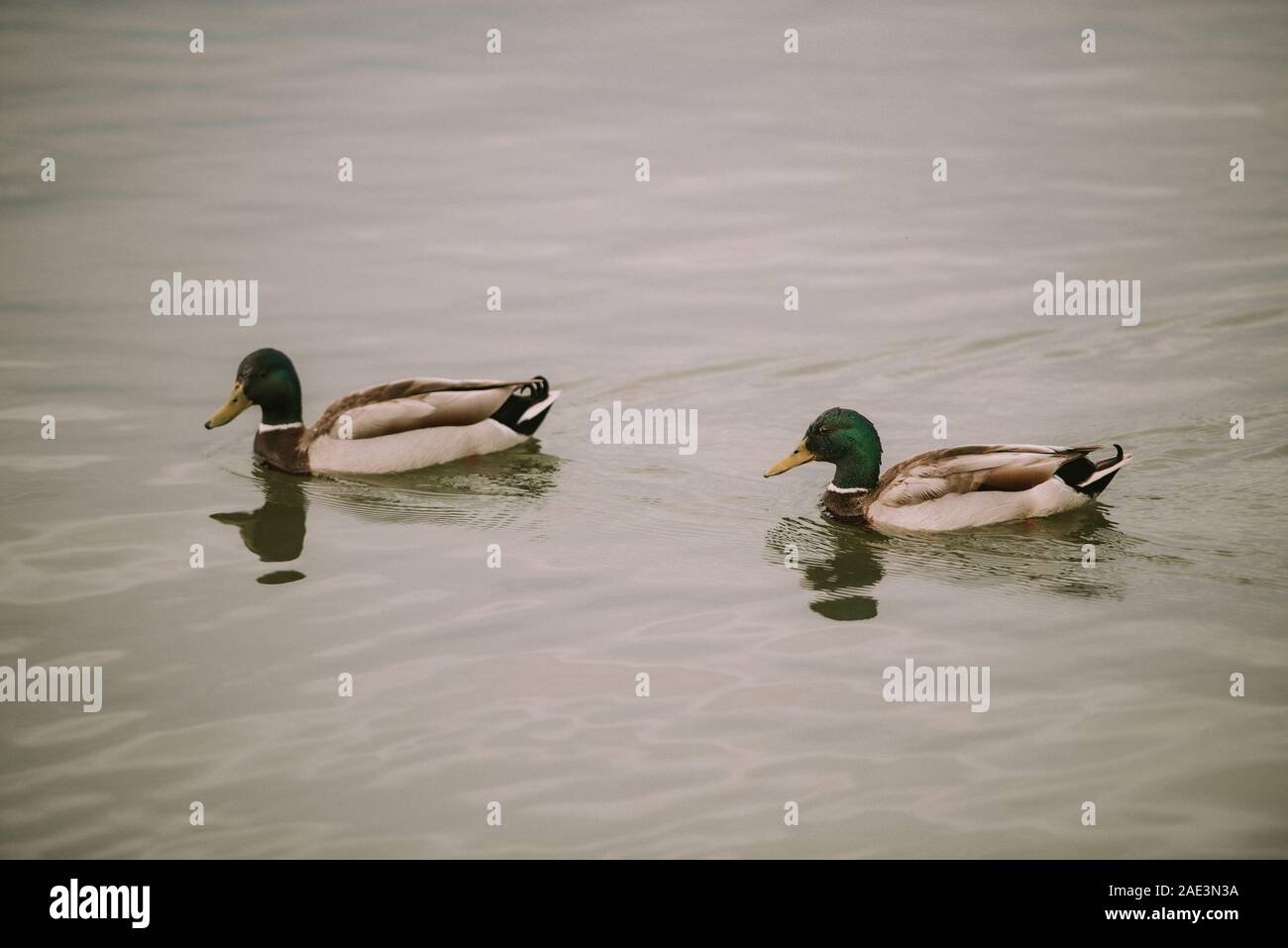 Two Mallard ducks at the bank of lake Stock Photo - Alamy