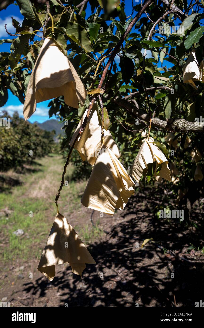 Avocado tree dominican republic hi-res stock photography and images - Alamy