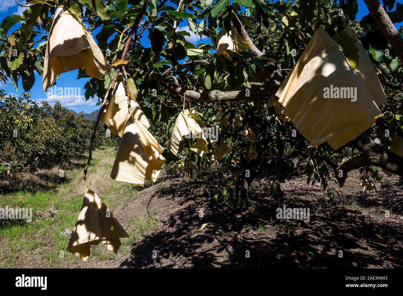 Avocado tree dominican republic hi-res stock photography and images - Alamy