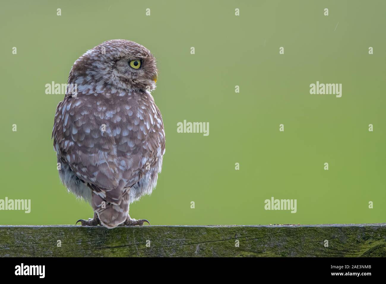 Little Owl Perched Stock Photo - Alamy