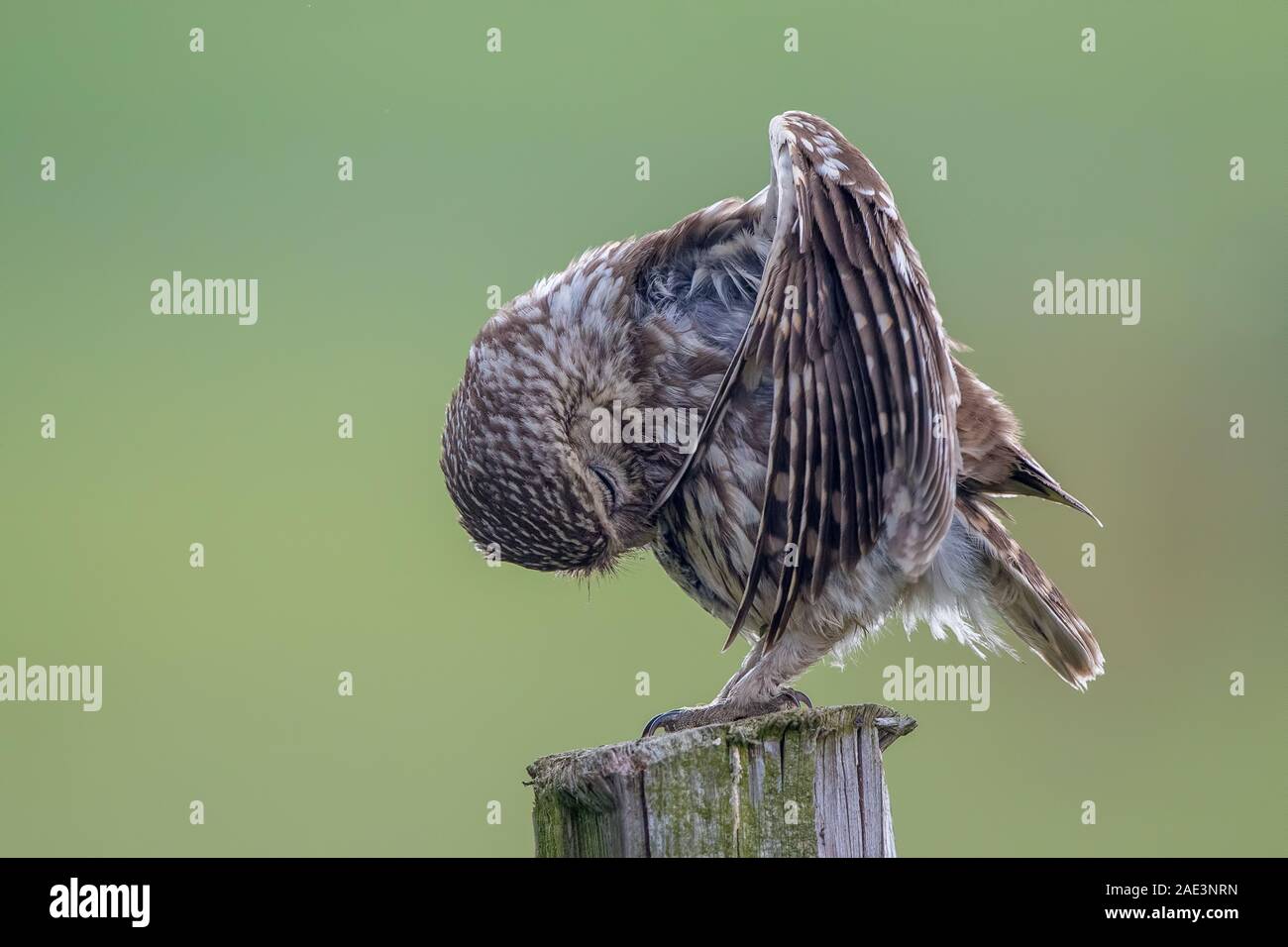 Little Owl Perched Stock Photo - Alamy