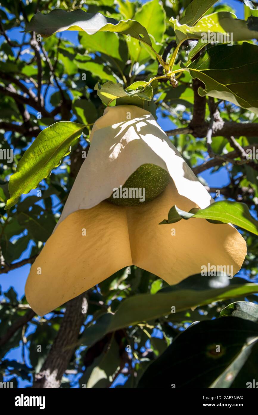 avocados ripening in the hot tropical sun on a avocado from in the ...