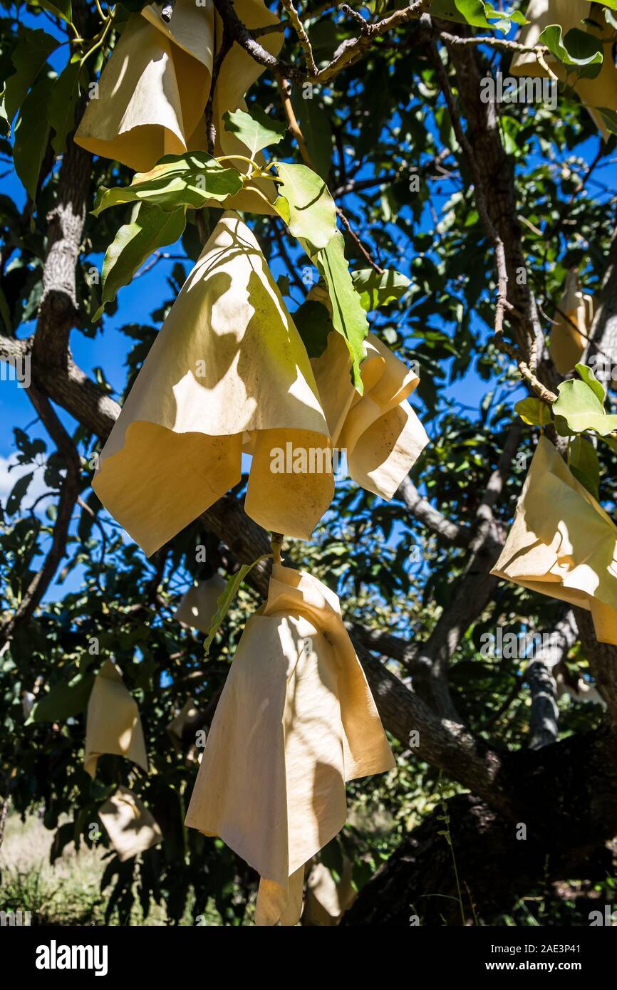 Avocado tree dominican republic hi-res stock photography and images - Alamy