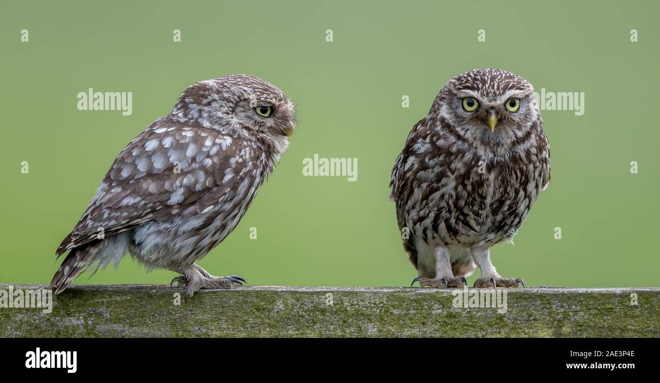 Little Owl Perched Stock Photo - Alamy