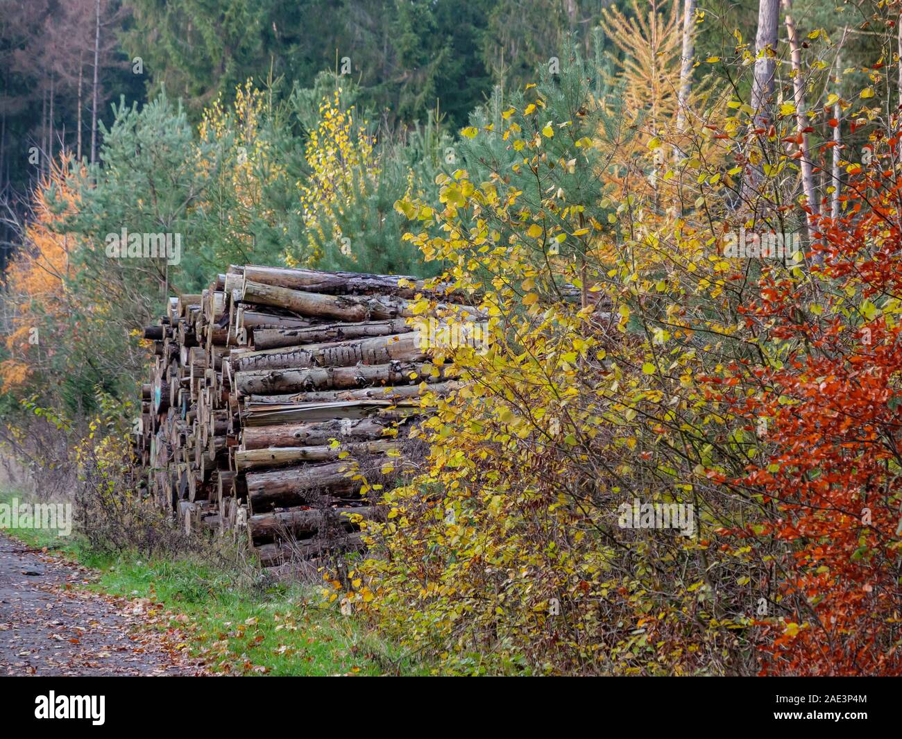 autumn in the woods Stock Photo - Alamy