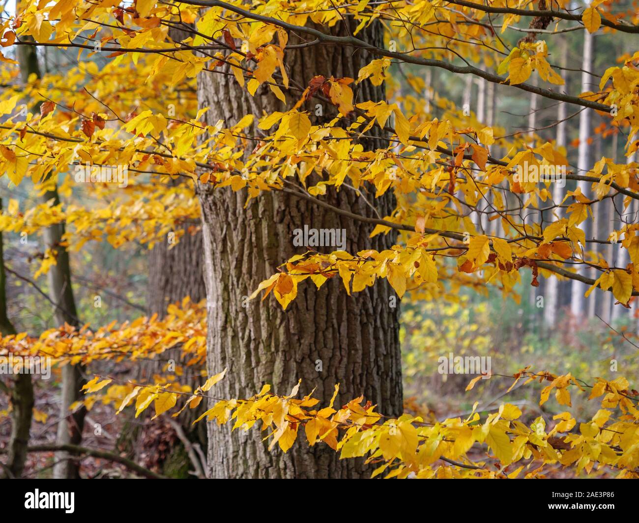 autumn in the woods Stock Photo - Alamy