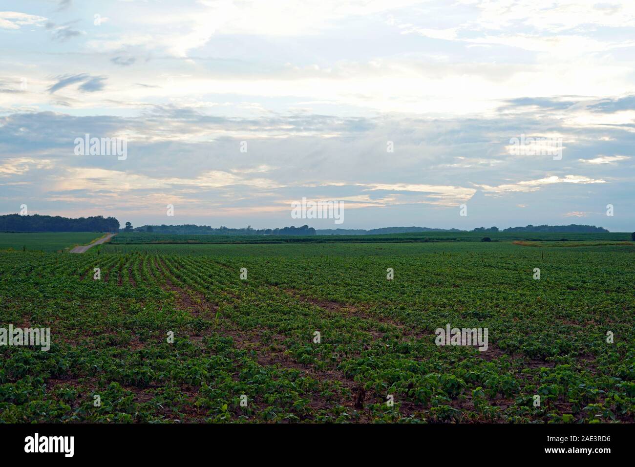 Green feilds hi-res stock photography and images - Alamy
