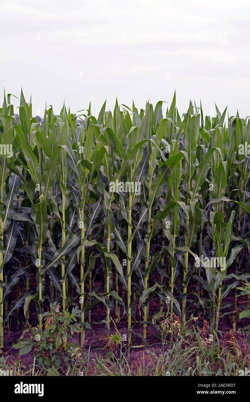 indiana farm feilds Stock Photo - Alamy