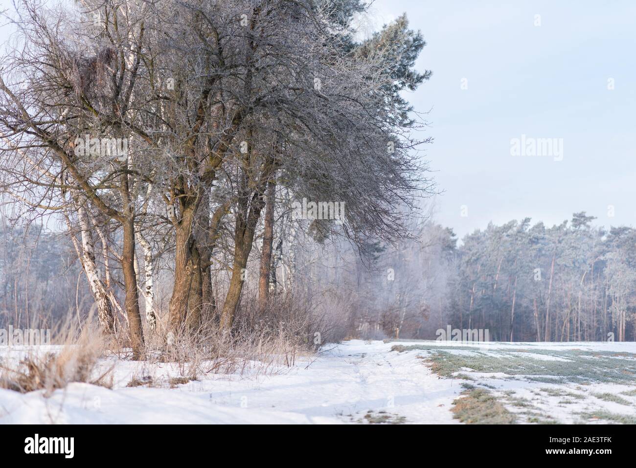 Group of pines in front of hi-res stock photography and images - Alamy