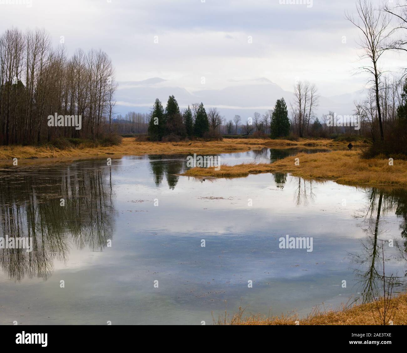 This wetland is protected habitat for the Western Painted Turtles in ...