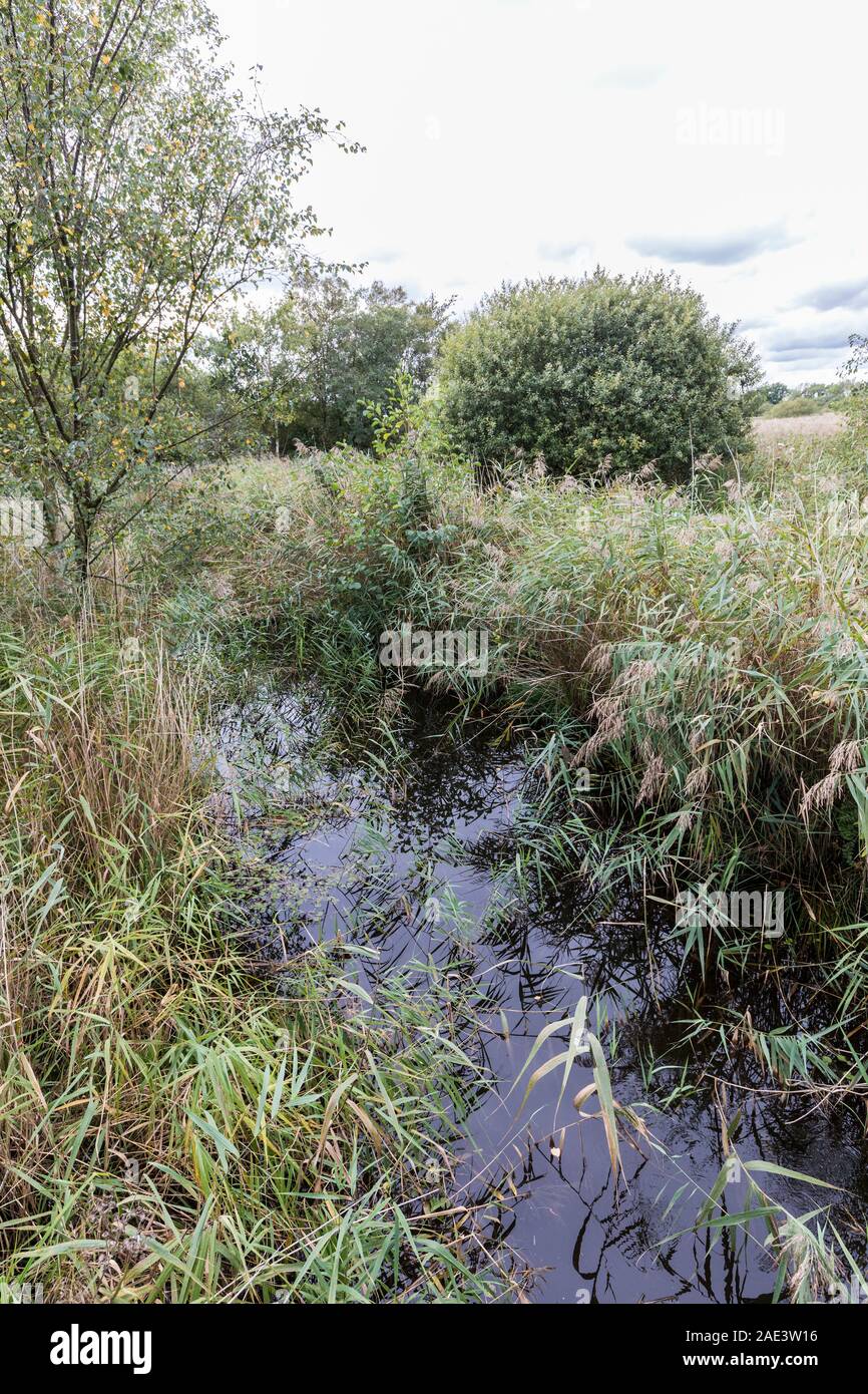 Reedham Marsh, How Hill National Nature Reserve, Norfolk Broads ...