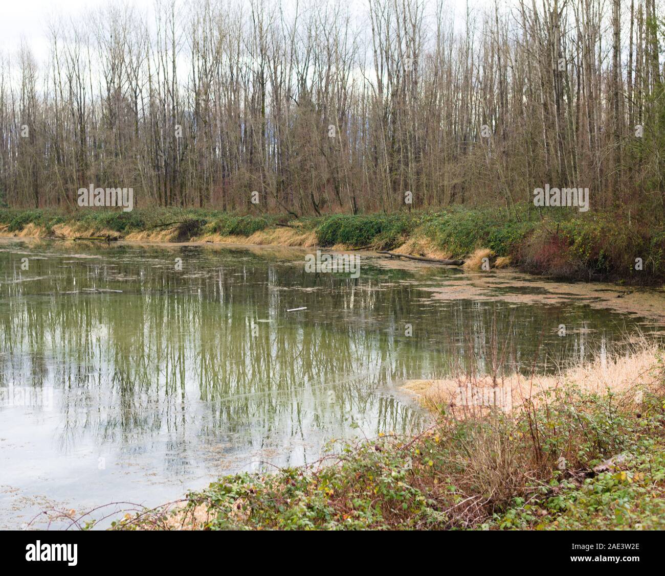 This wetland is protected habitat for the Western Painted Turtles in ...