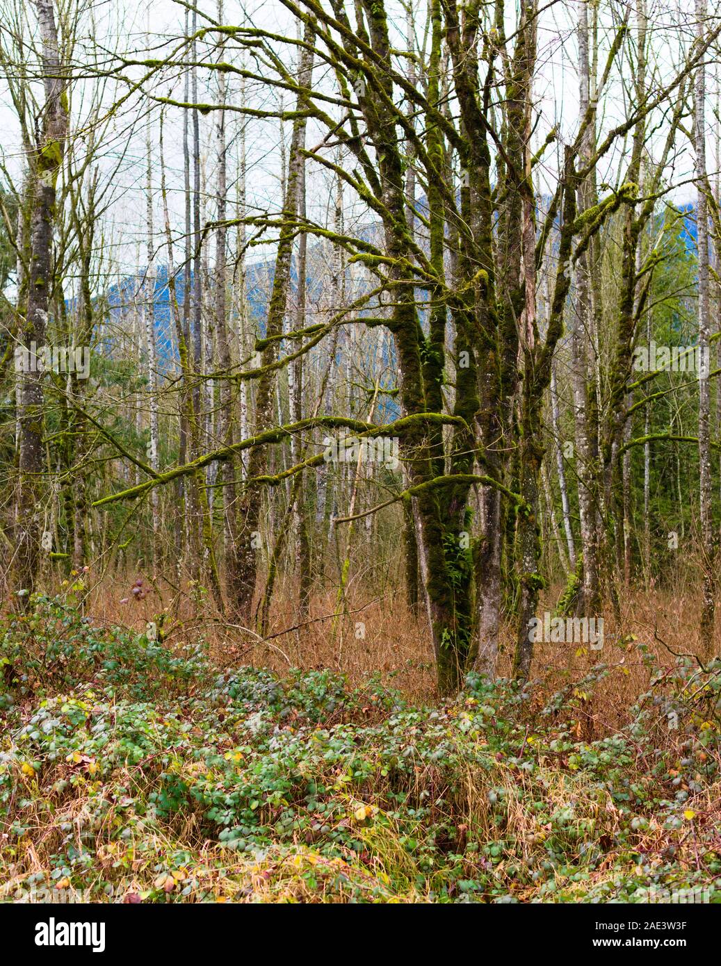 This wetland is protected habitat for the Western Painted Turtles in ...