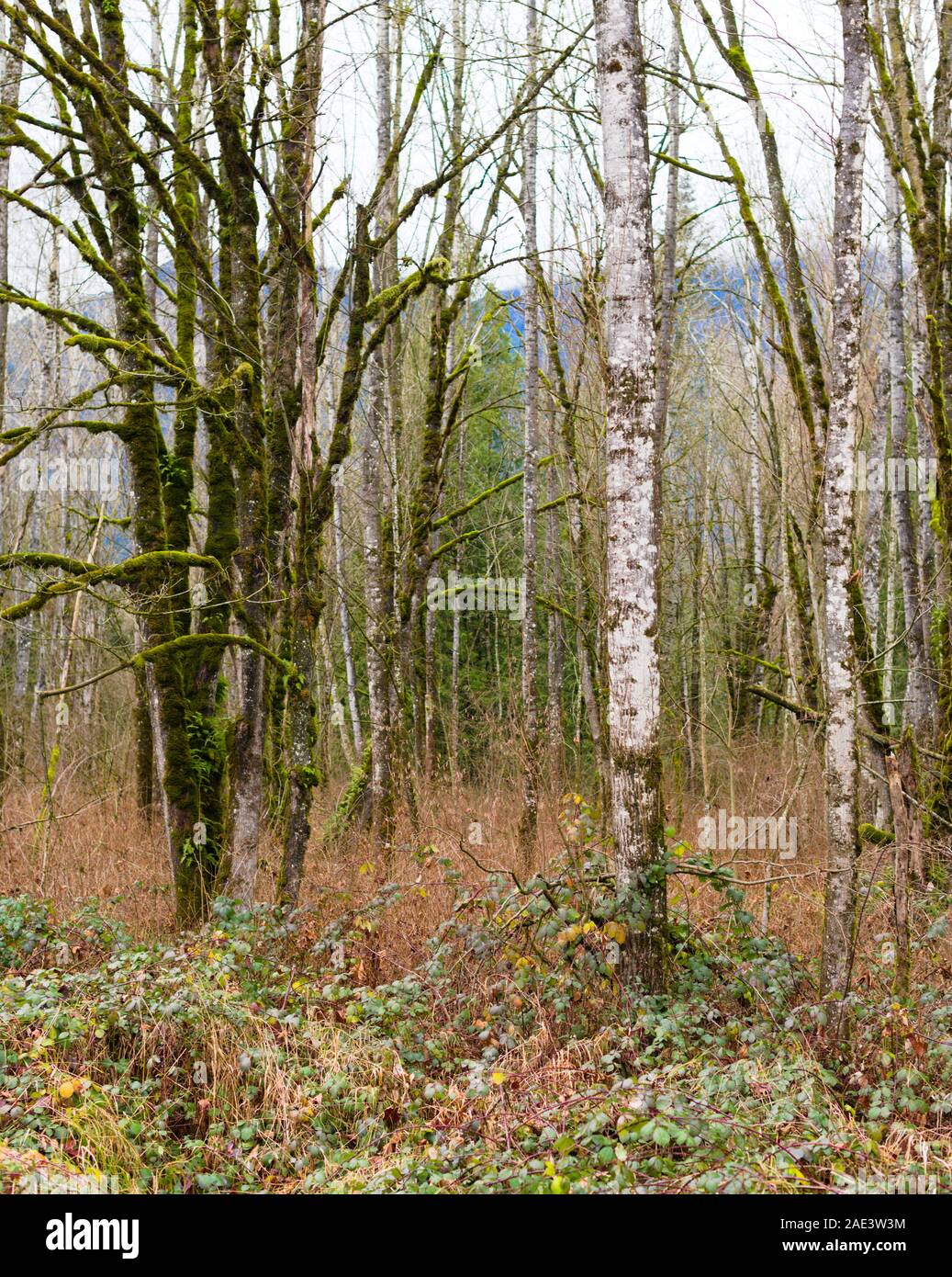 This wetland is protected habitat for the Western Painted Turtles in ...