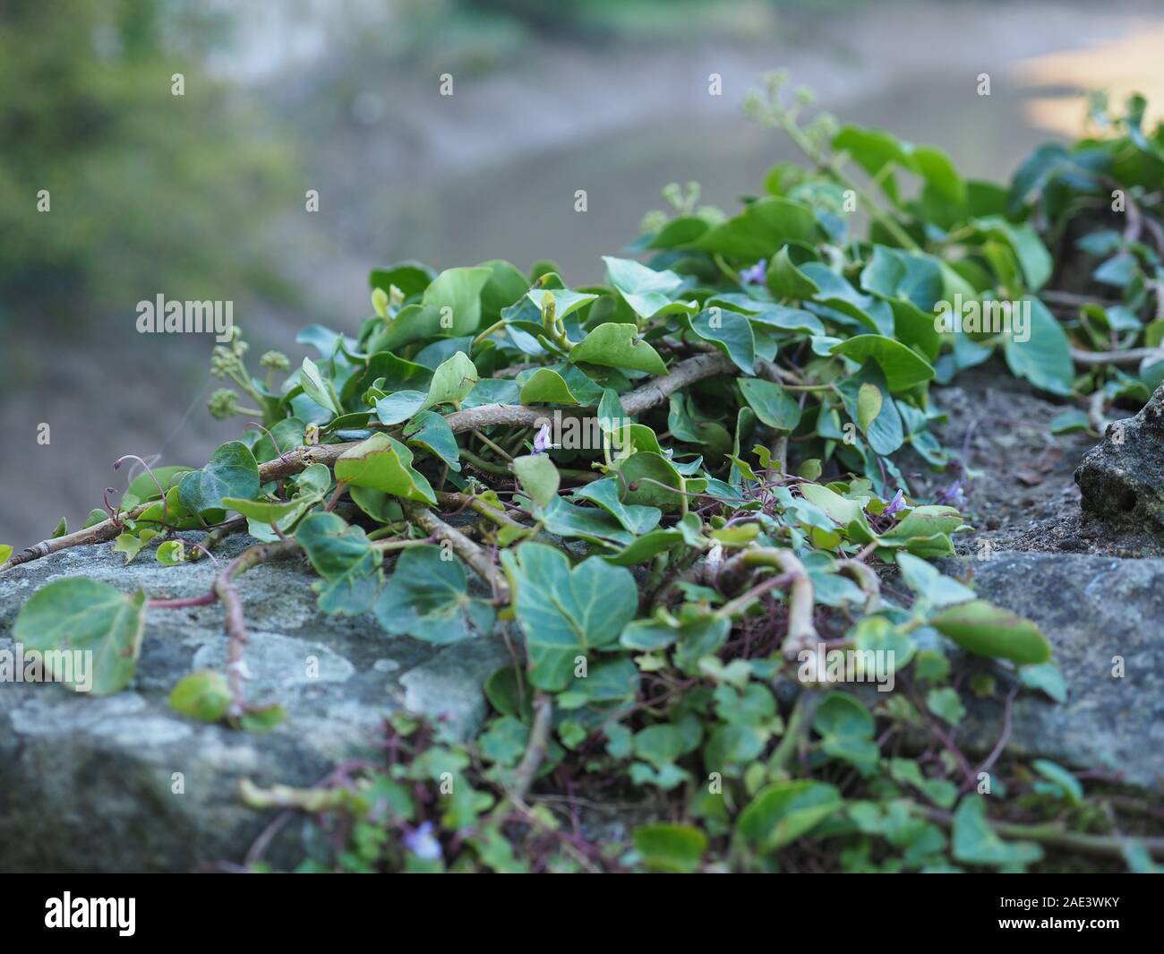 ivy (Hedera) plant growing on a stone wall useful as a background Stock ...
