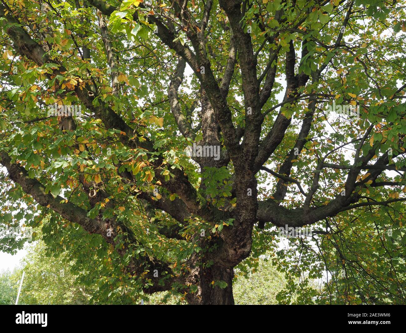 horse chestnut (Aesculus hippocastanum) aka Conker tree Stock Photo - Alamy