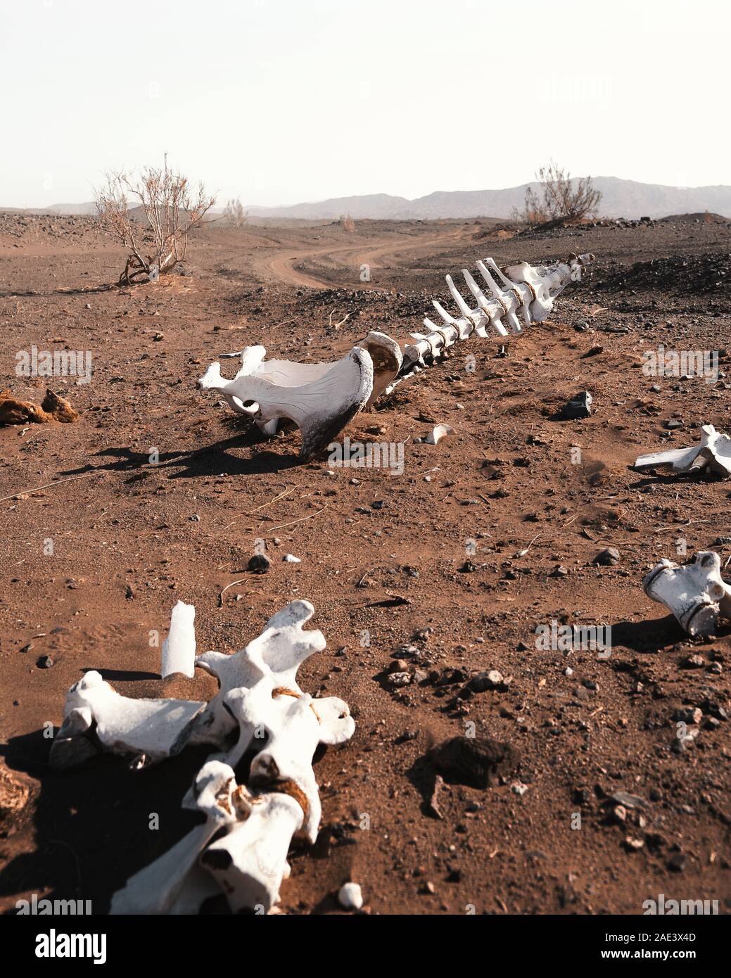 Bones of dead camel in lut desert hi-res stock photography and images ...
