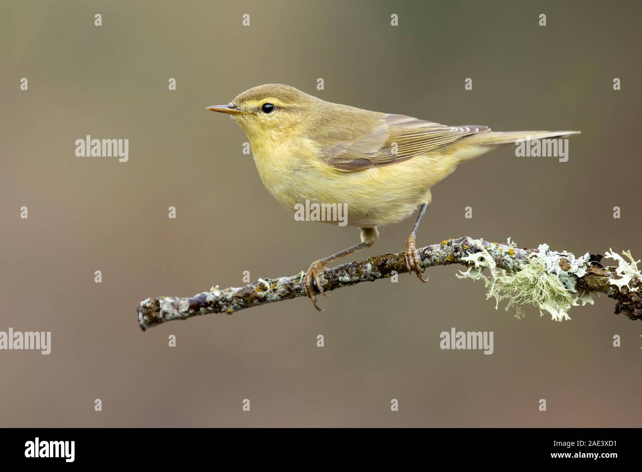 Phylloscopus collybita hi-res stock photography and images - Alamy