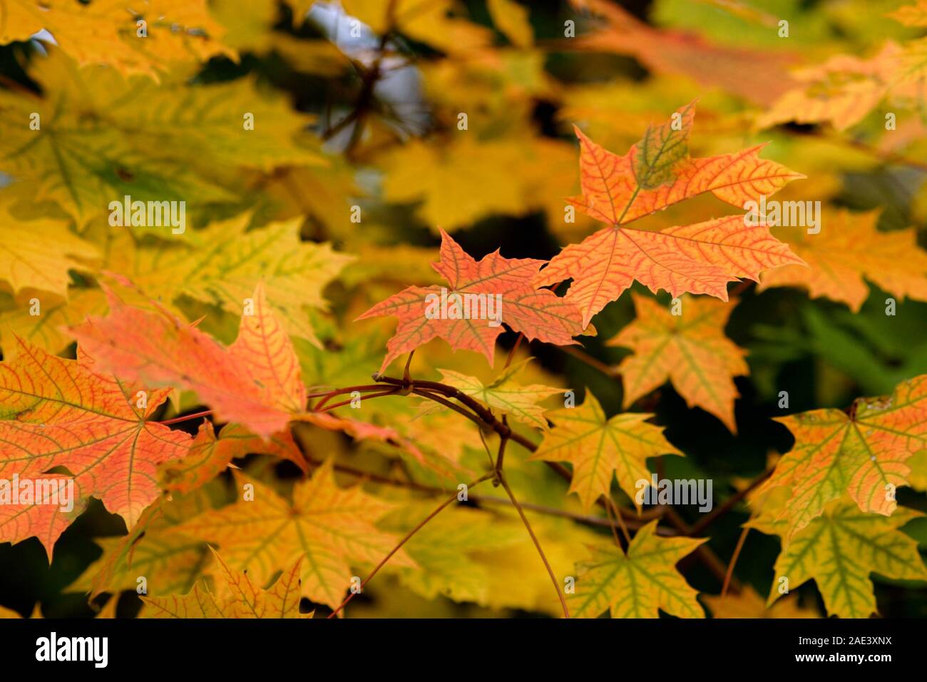 Color autumn maple leaves in the forest Stock Photo - Alamy