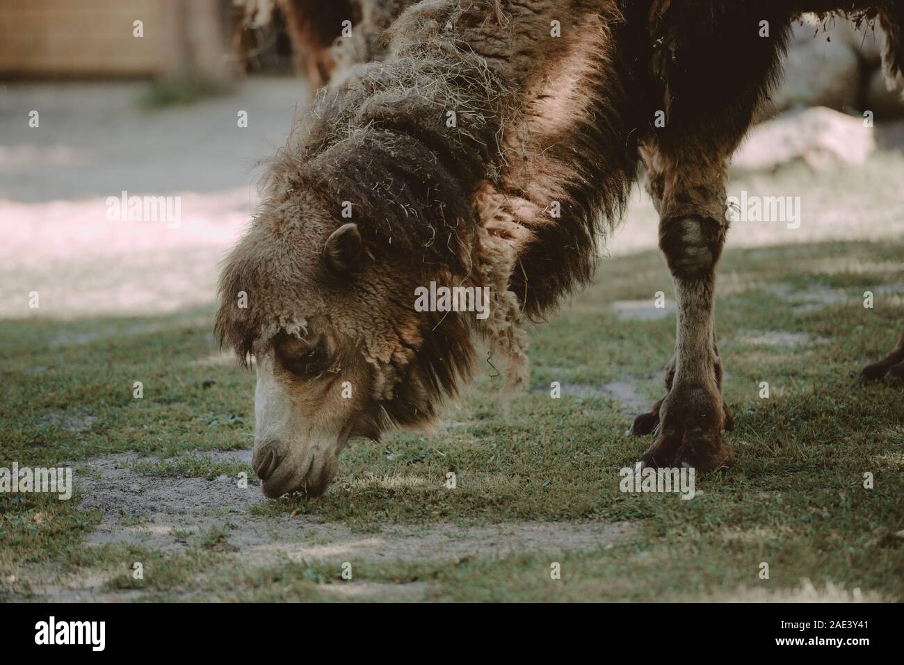 White young camel camelus hi-res stock photography and images - Alamy