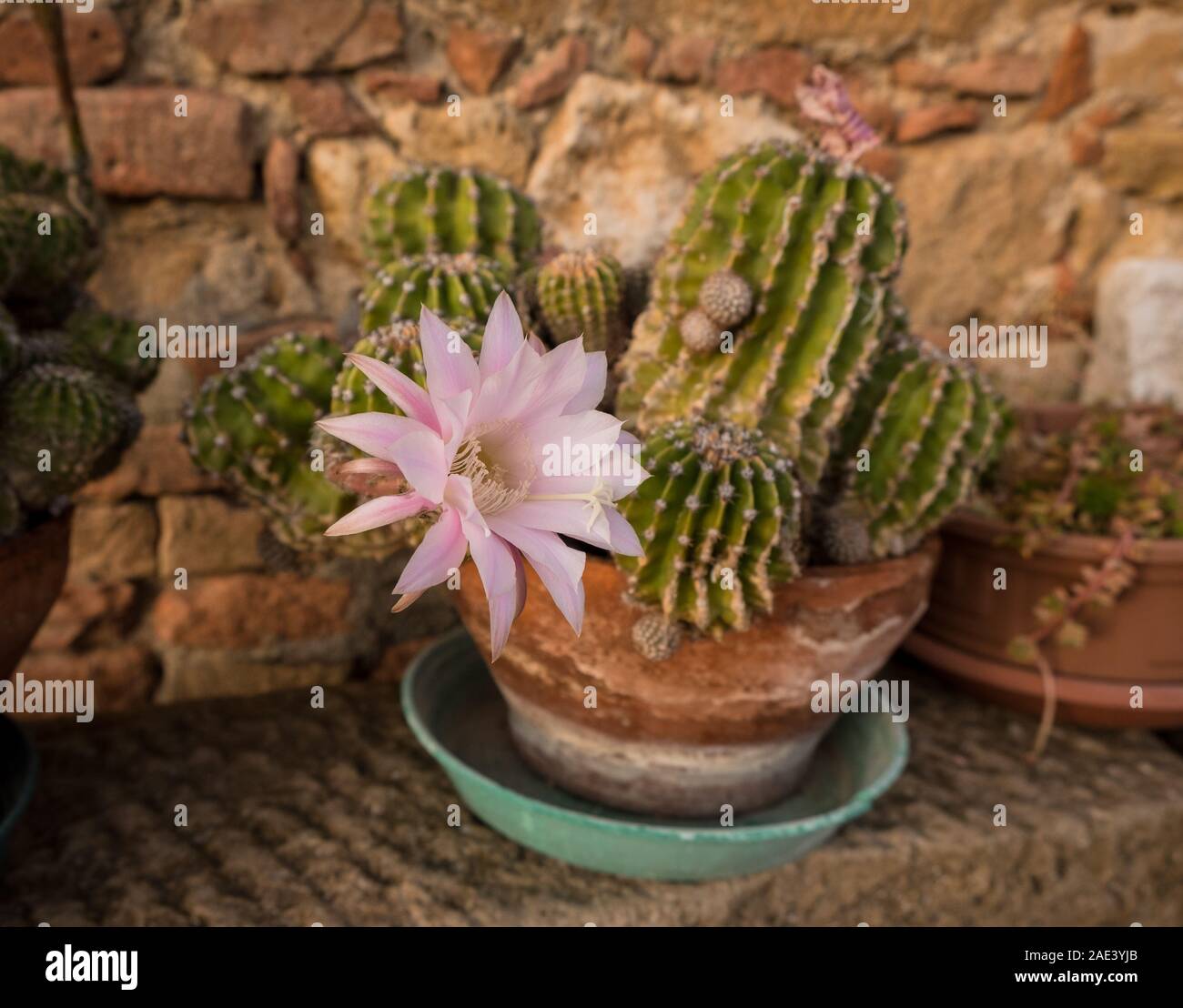 Small flowering cactus hi-res stock photography and images - Alamy