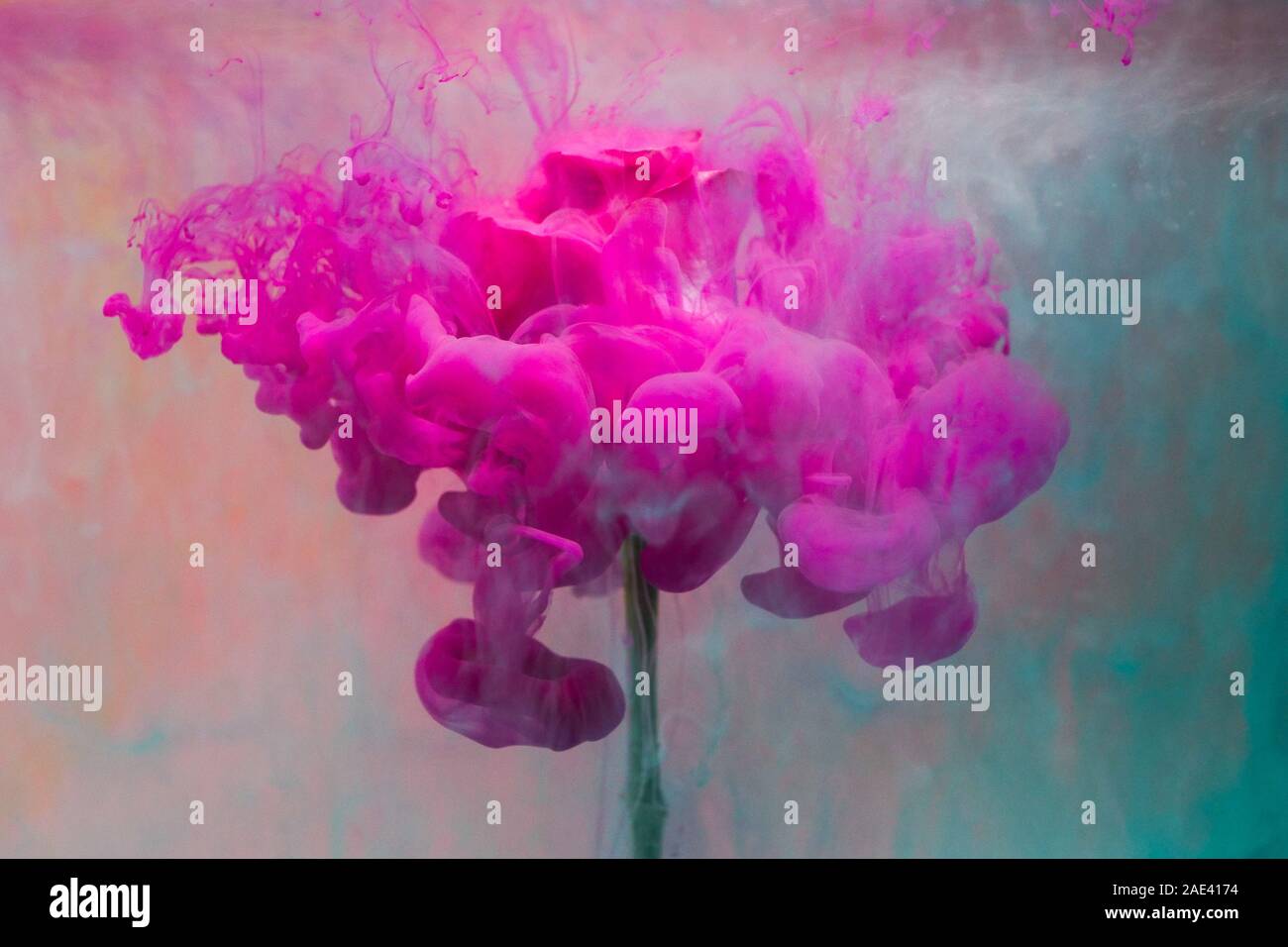 Colorful drop falling on a beautiful rose Stock Photo - Alamy