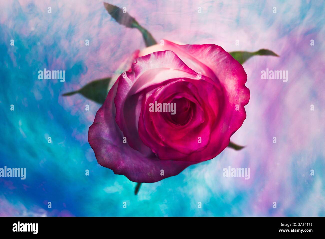 Spinning flower hi-res stock photography and images - Alamy
