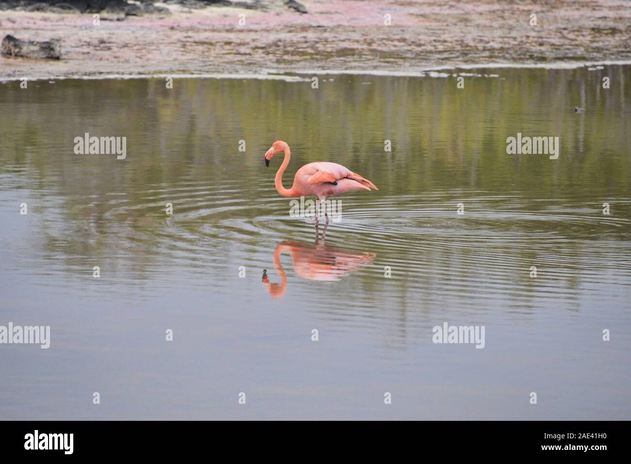 Flamingo fishing, Isla Isabela, Galapagos Islands, Ecuador Stock Photo ...