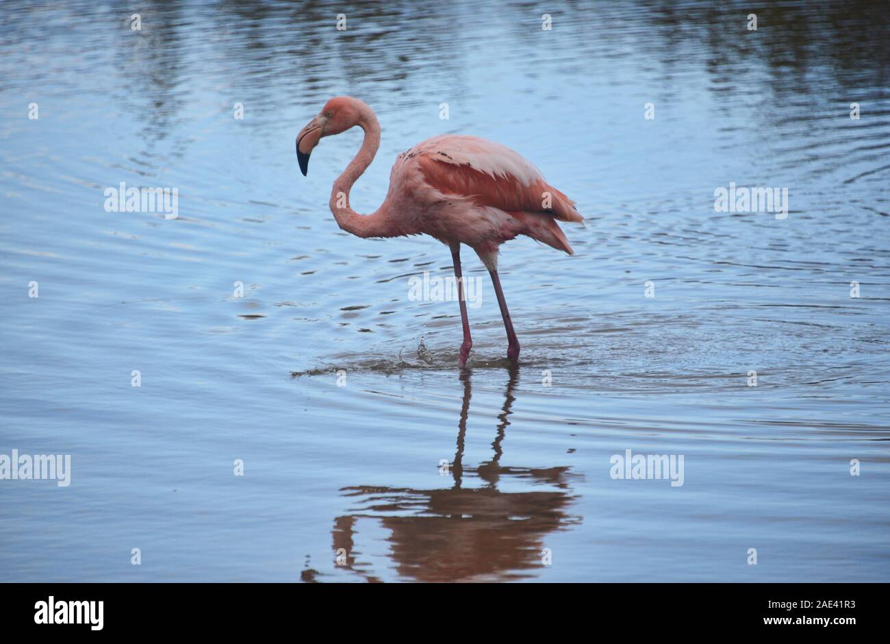 Flamingo fishing, Isla Isabela, Galapagos Islands, Ecuador Stock Photo ...