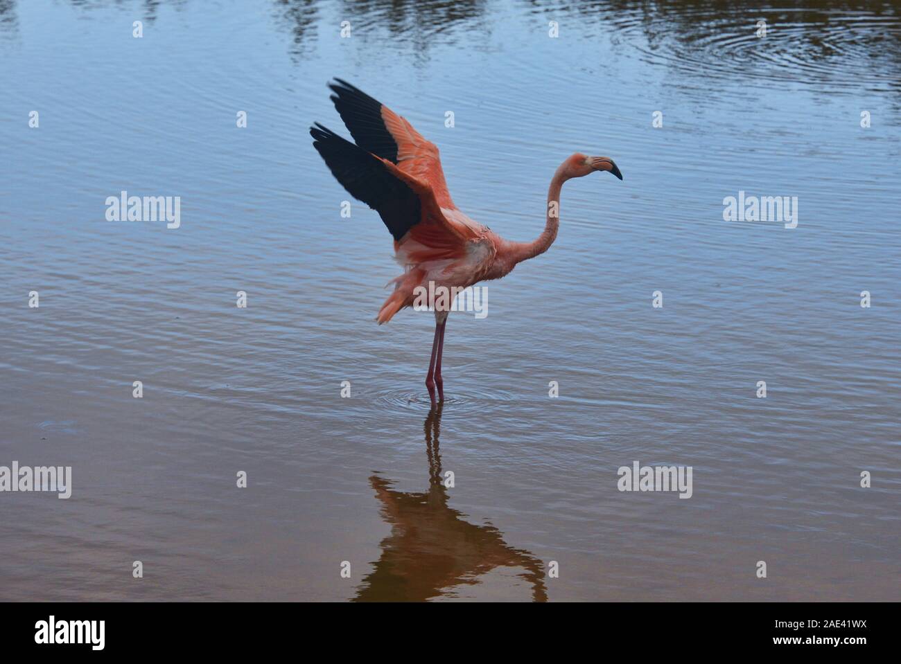 Flamingo fishing, Isla Isabela, Galapagos Islands, Ecuador Stock Photo ...