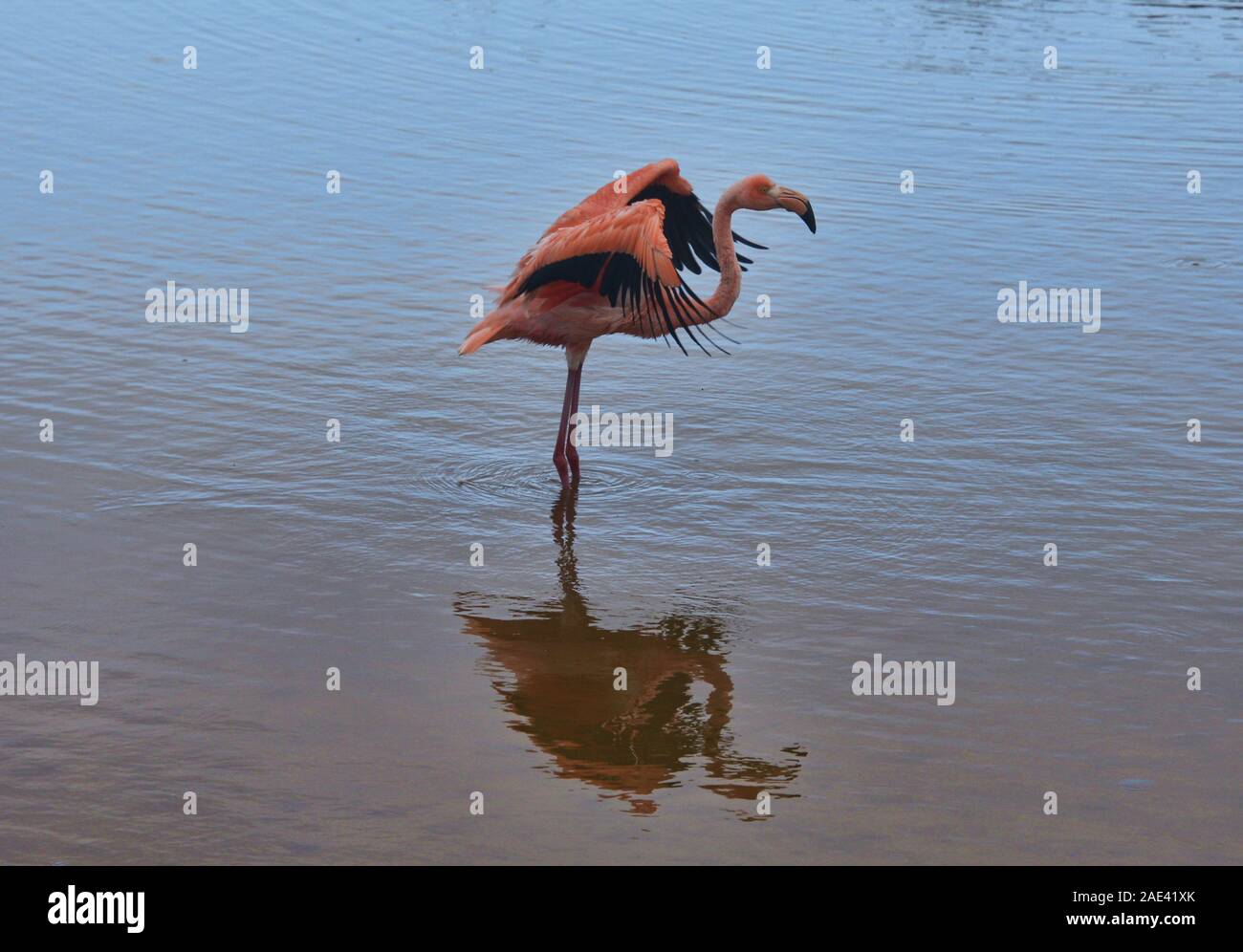 Flamingo fishing, Isla Isabela, Galapagos Islands, Ecuador Stock Photo ...