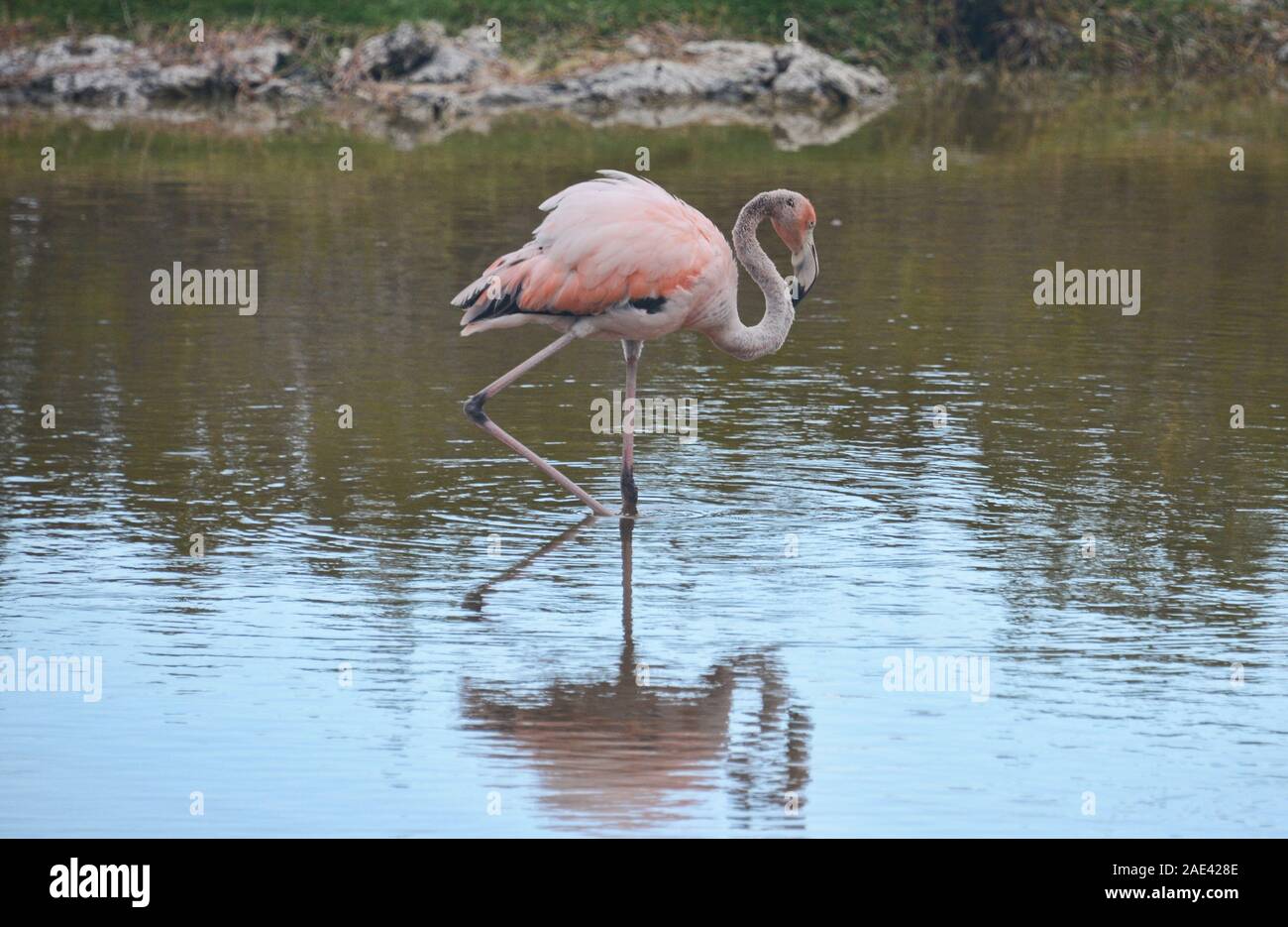 Flamingo fishing, Isla Isabela, Galapagos Islands, Ecuador Stock Photo ...