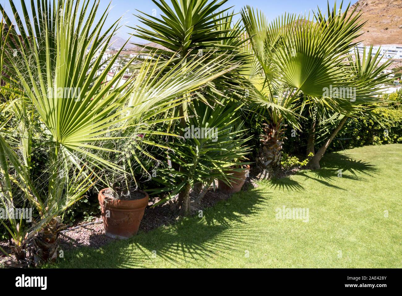 A variety of palm trees planted in pots and in the ground aligned to ...