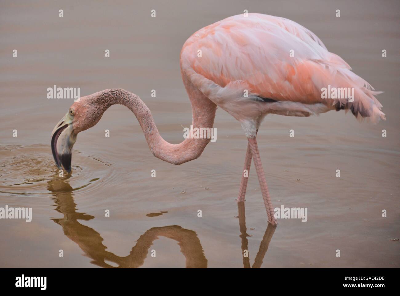 Flamingo fishing, Isla Isabela, Galapagos Islands, Ecuador Stock Photo ...