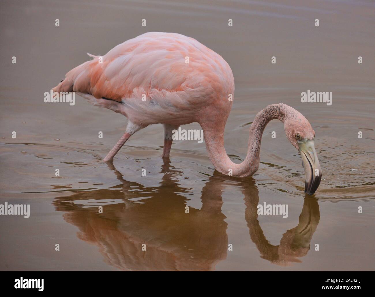 Flamingo fishing, Isla Isabela, Galapagos Islands, Ecuador Stock Photo ...